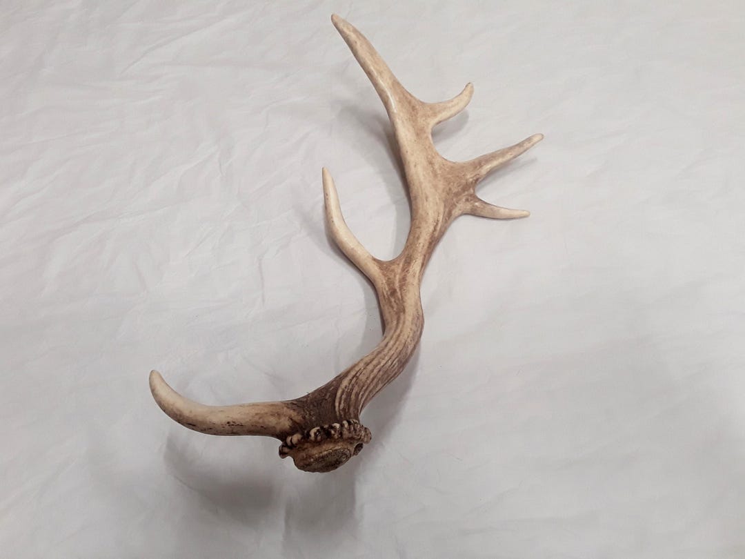 Natural Real Fallow Deer Antler Shed Decor Crafts Rustic Antlers ...