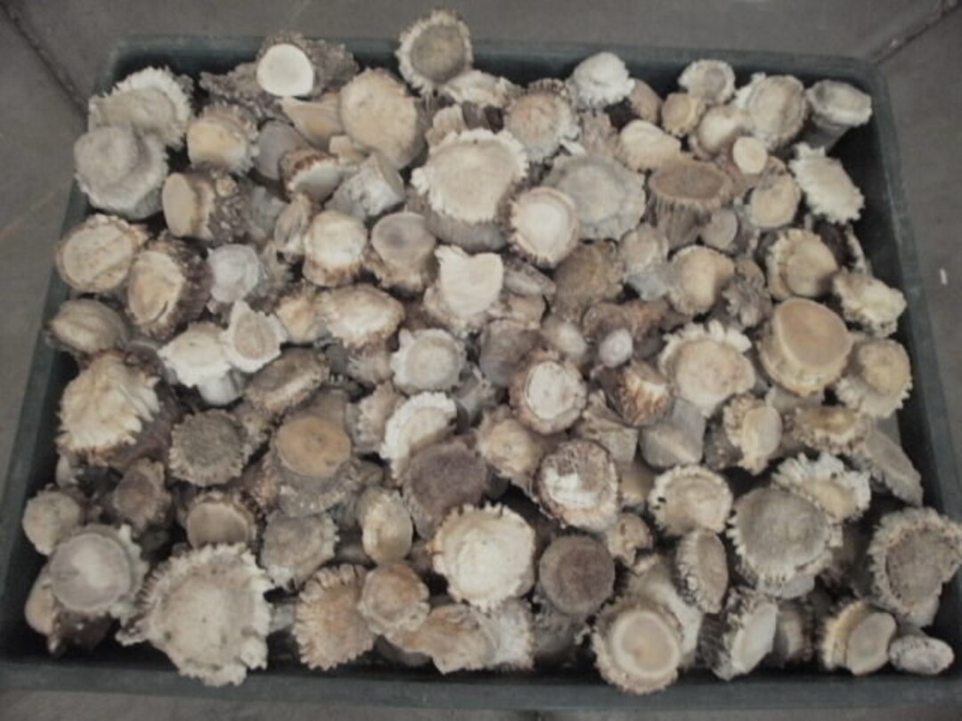 10 Real Deer Antler Burrs Art Decor Design Knobs Handle Drawer Pulls ...