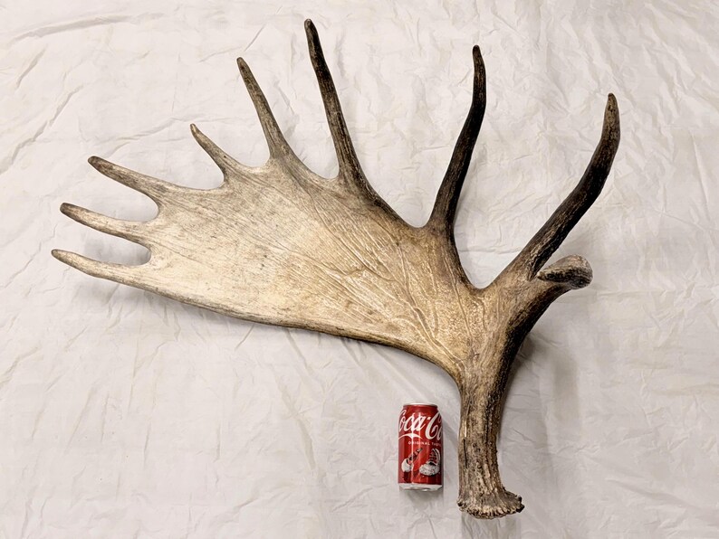Natural Moose Antler Shed, Rustic Home Decor (up to 34") Craft Supplies ...