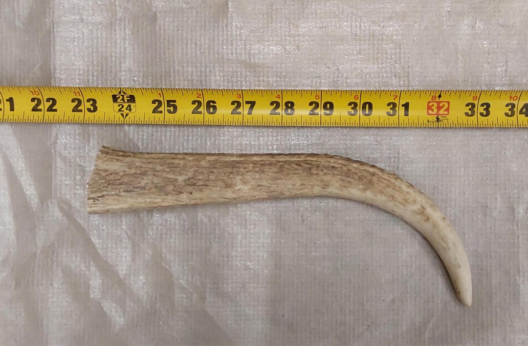 1 Premium Natural Real Elk Antler Tine Sheds Crafts Handle Carving Chew ...