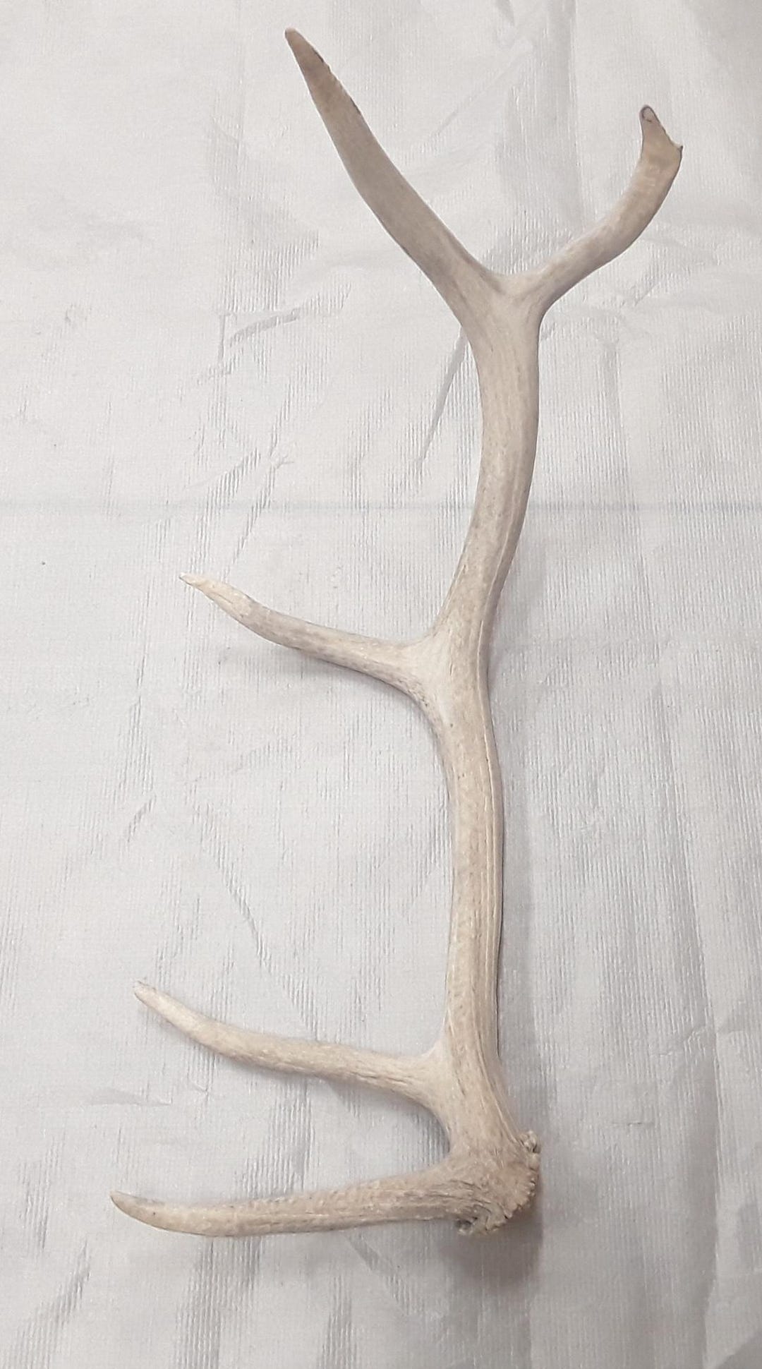 Natural Real Elk Antler Shed Decor Crafts Rustic Antlers Display Home ...