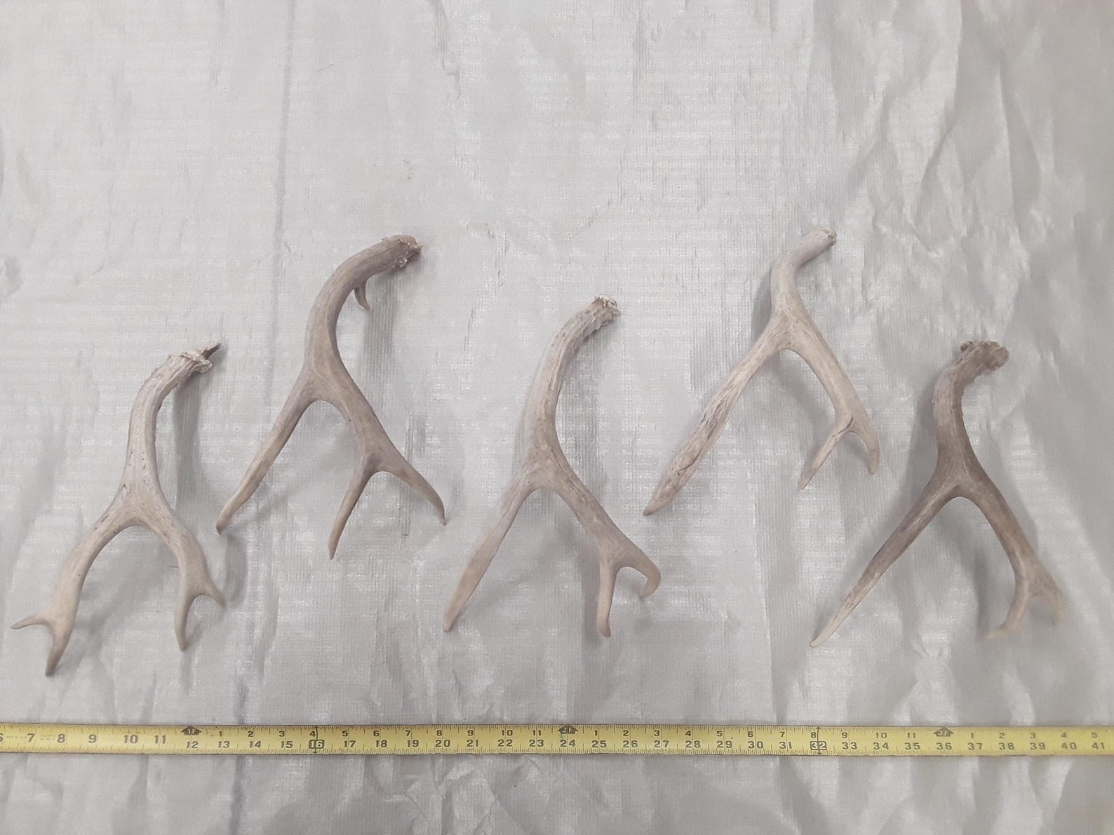 5 Natural Real Deer Antler Sheds Crafting Crafts Art Taxidermy Antlers ...