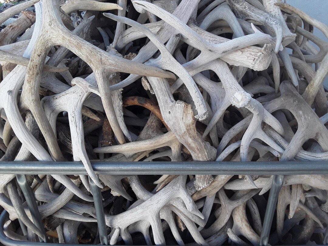 Natural Real Antler Decorating Crafts Crafting Lamps Chandeliers ...