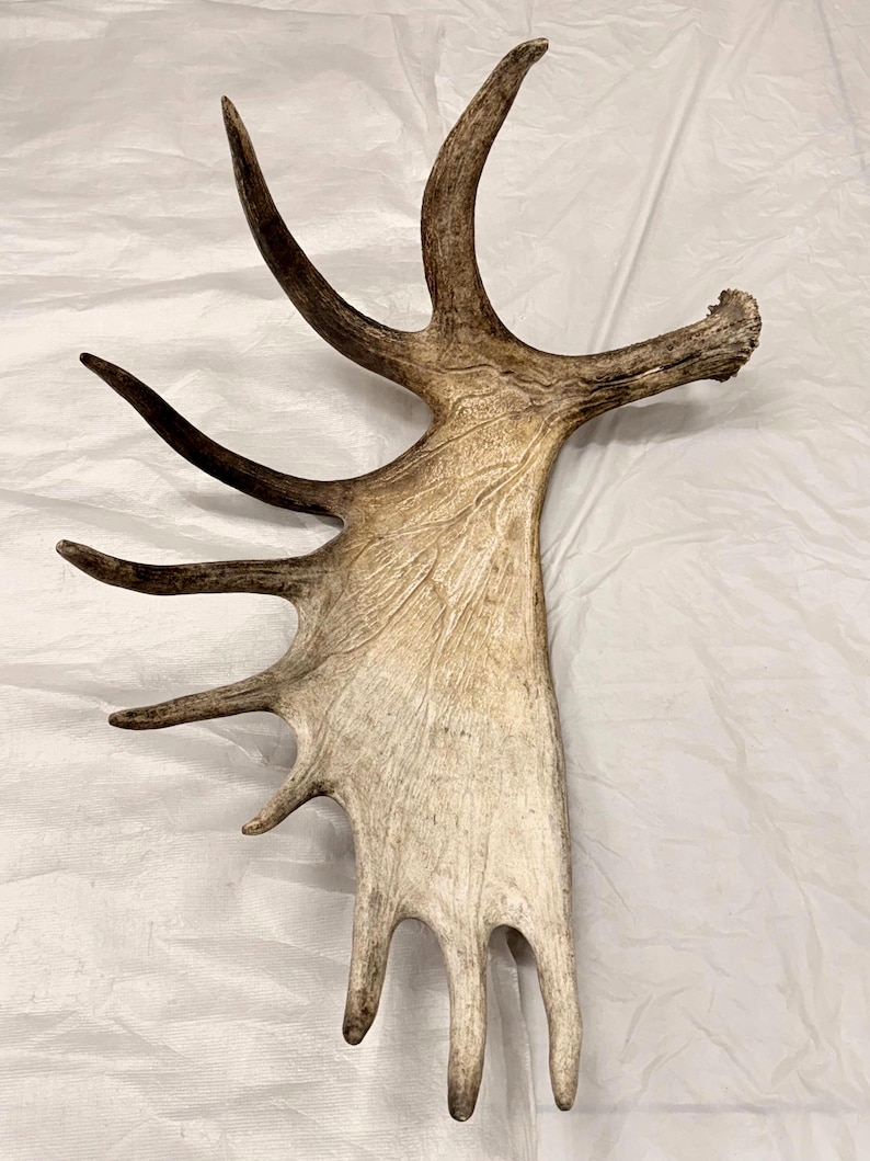 Natural Moose Antler Shed, Rustic Home Decor (up to 34") Craft Supplies ...