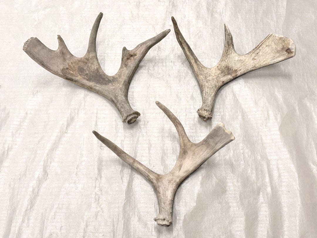 3 Real Moose Antlers Home Cabin Art Carving Display Rustic Gift Man ...