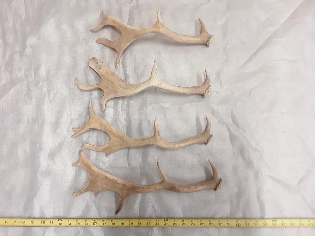 4 Real Fallow Deer Antler Sheds Decor Crafts Rustic Antlers Display ...