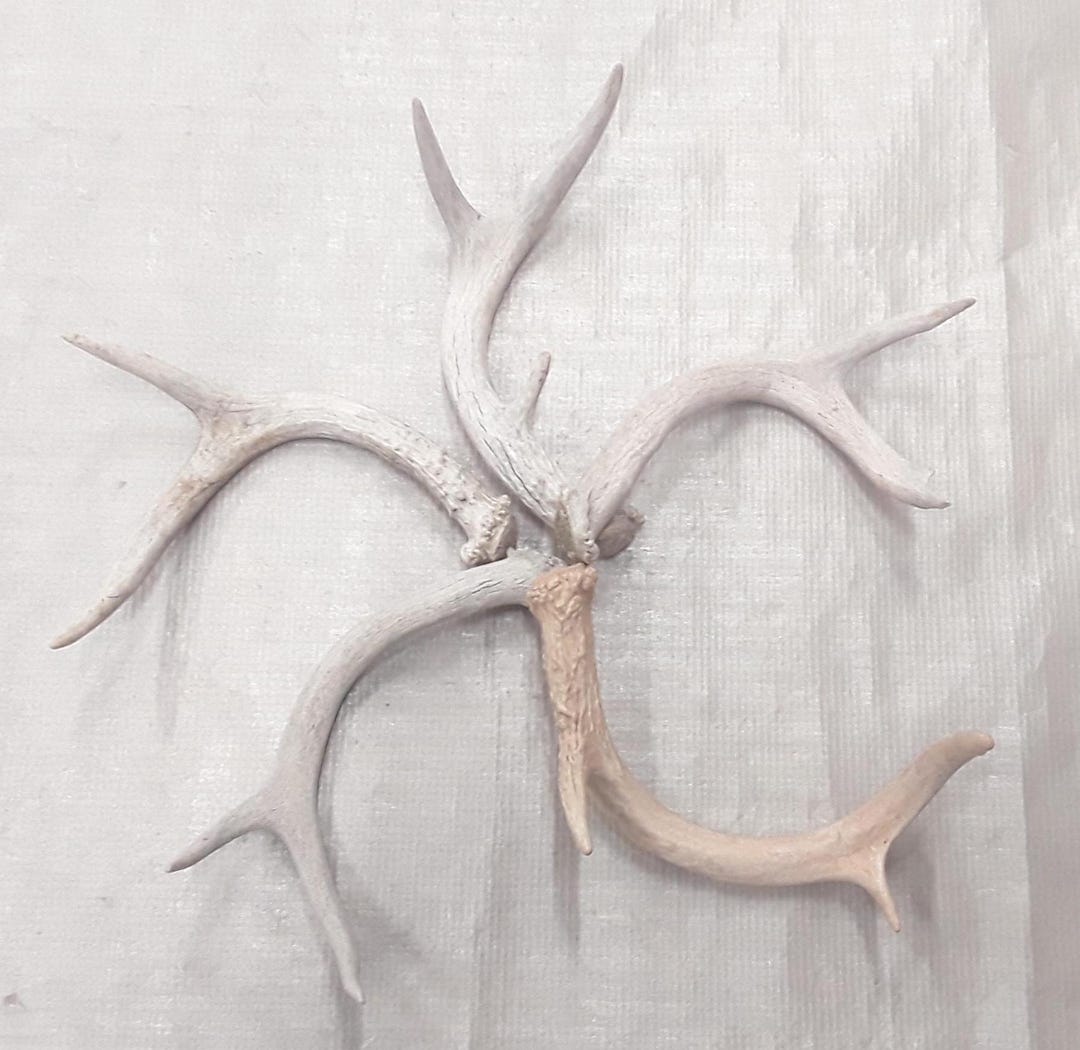5 Real Deer Antler Sheds Decorations Crafts Rustic Antlers Display Home ...