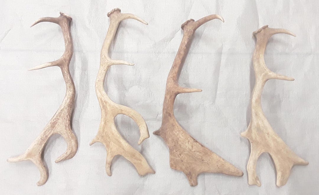 4 Real Fallow Deer Antlers Sheds Decor Crafts Rustic Antler Display ...