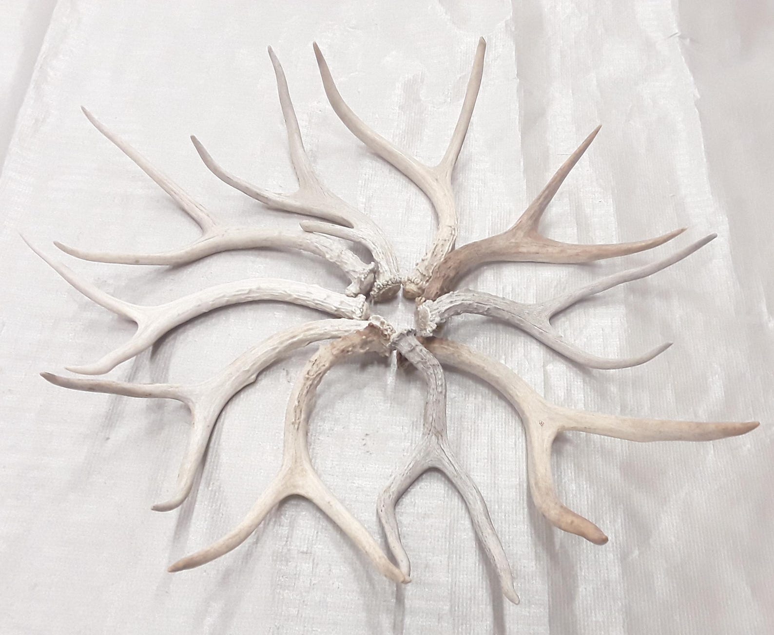 10 Real Deer Antler Sheds Decorations Crafts Rustic Antlers Display ...