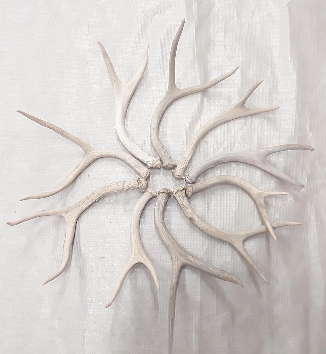 10 Real Deer Antler Sheds Decorations Crafts Rustic Antlers Display ...