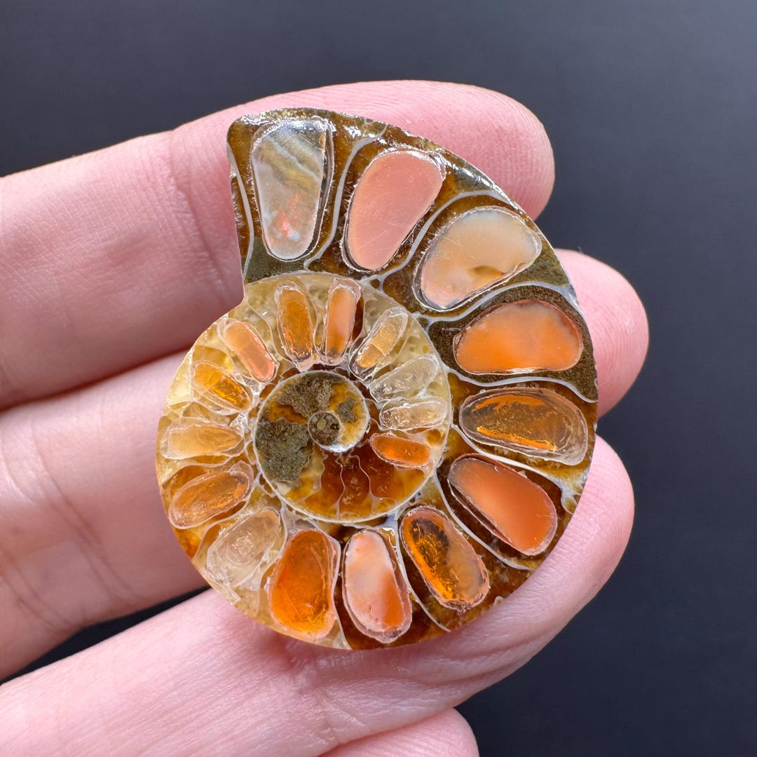 Ammonite With Mexican Fire Opal Inlay - Etsy