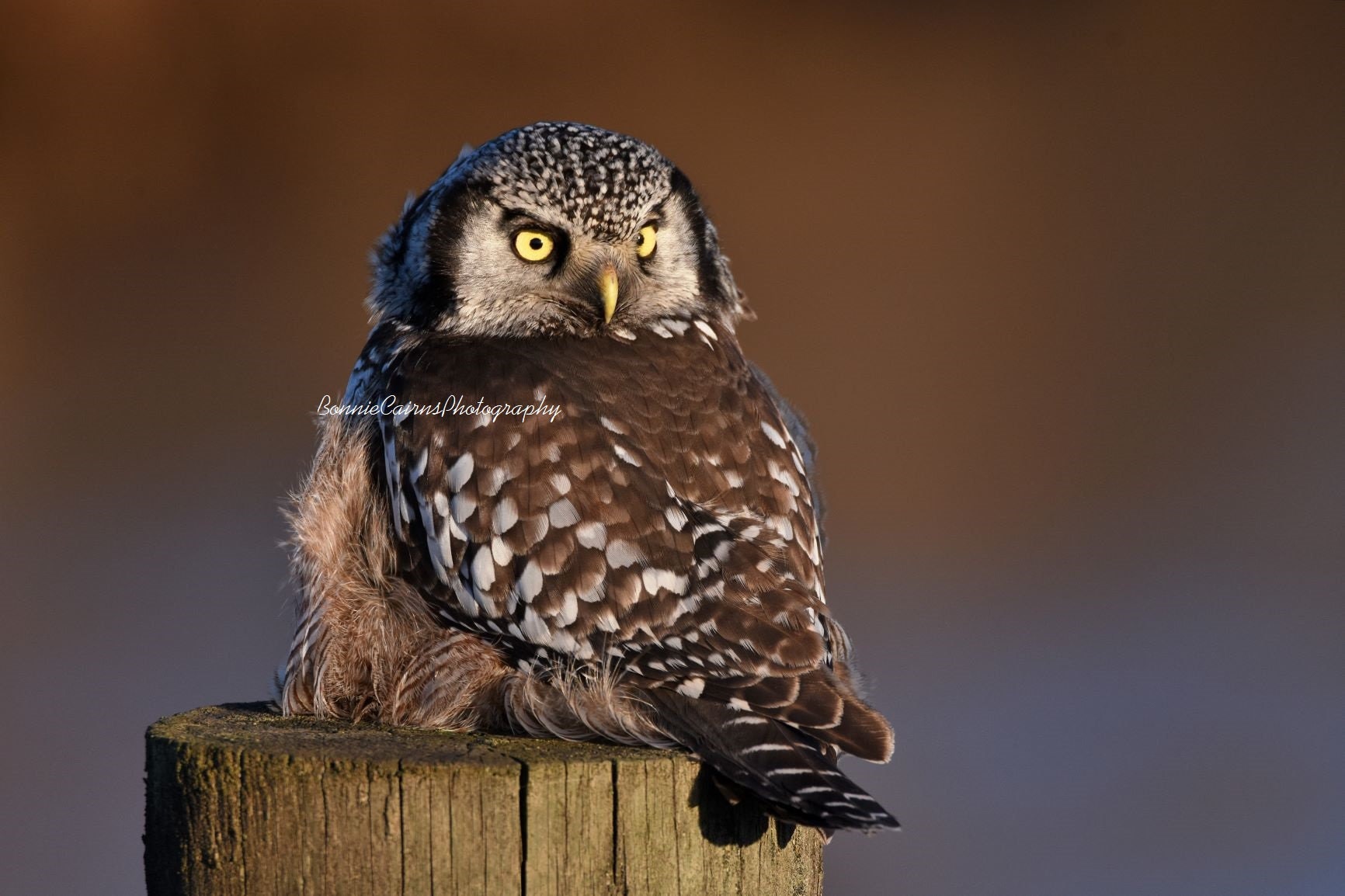 Bird Photograph Bird Art Owl picture Fine Art photography | Etsy