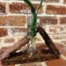 Handmade Pecan Wood Propagation Vessel- Gorgeous Organic Aesthetic - Etsy