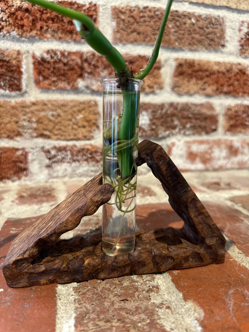 Handmade Pecan Wood Propagation Vessel- Gorgeous Organic Aesthetic - Etsy