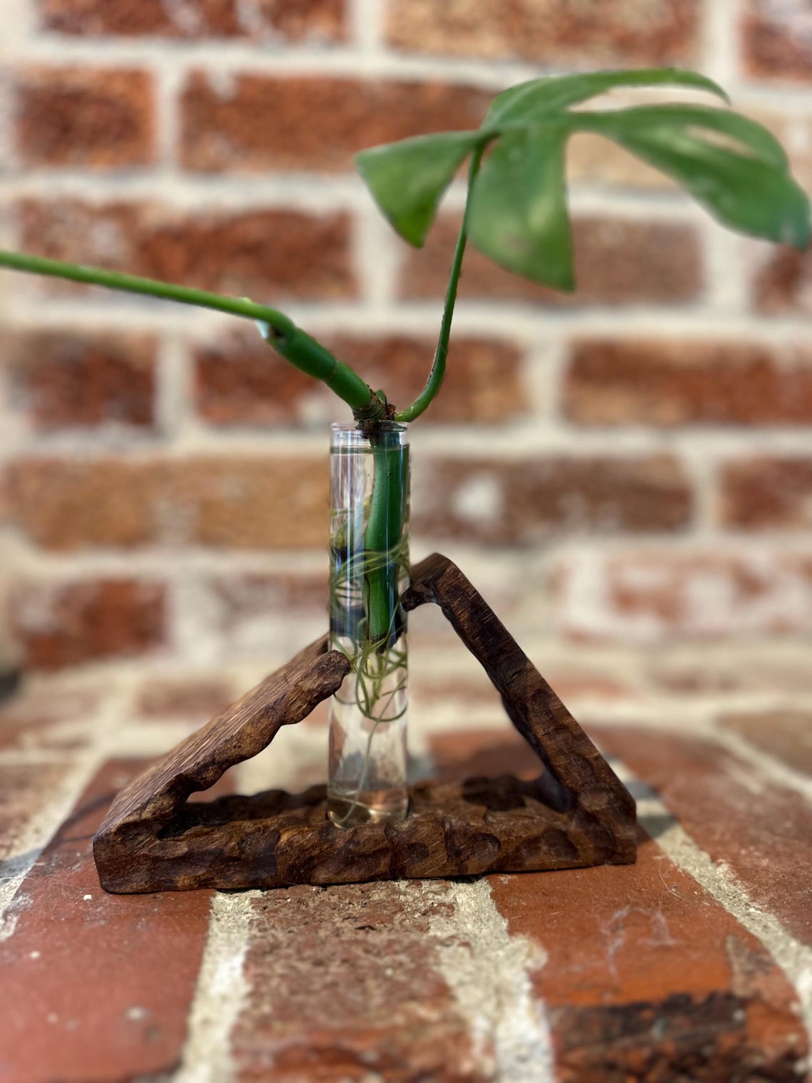 Handmade Pecan Wood Propagation Vessel- Gorgeous Organic Aesthetic - Etsy