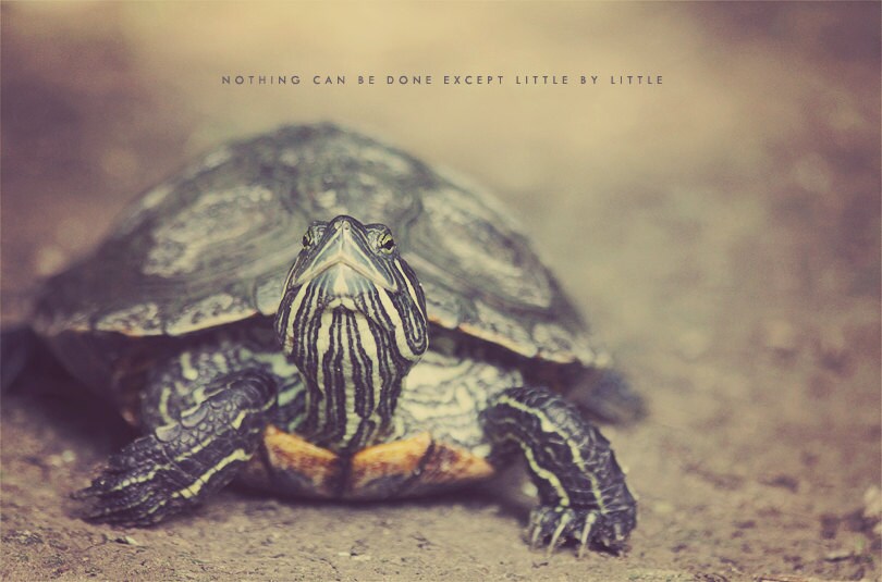 Turtle Shell, Turtle Photo, Typography Photo, Turtle Gift, Turtle Print ...