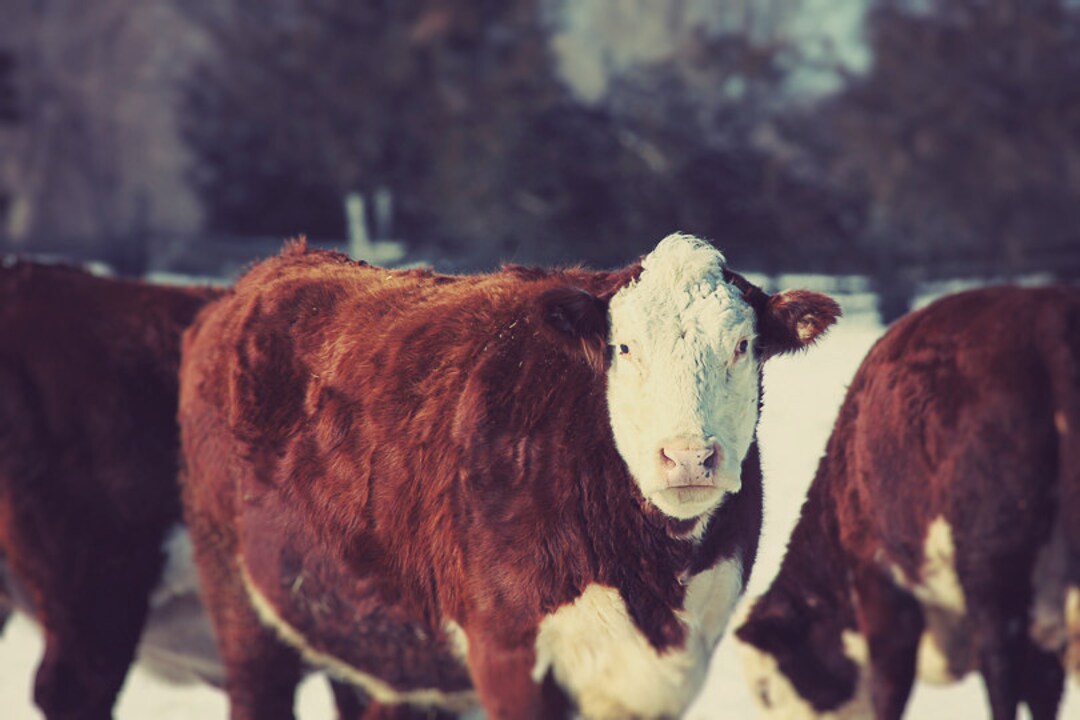 Fuzzy Cow, Brown Cow, Nursery Art, Cow Art, Cow Photo, Animal Lover ...