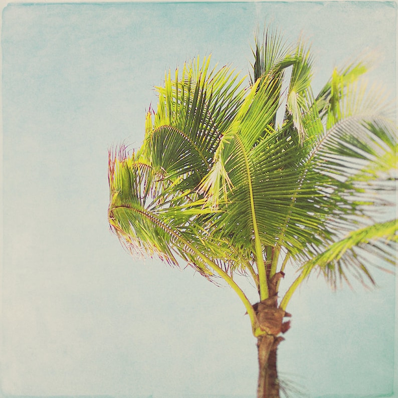 Palm Trees Art, Palm Tree Art, Palm Tree Photography, Palm Tree Decor ...