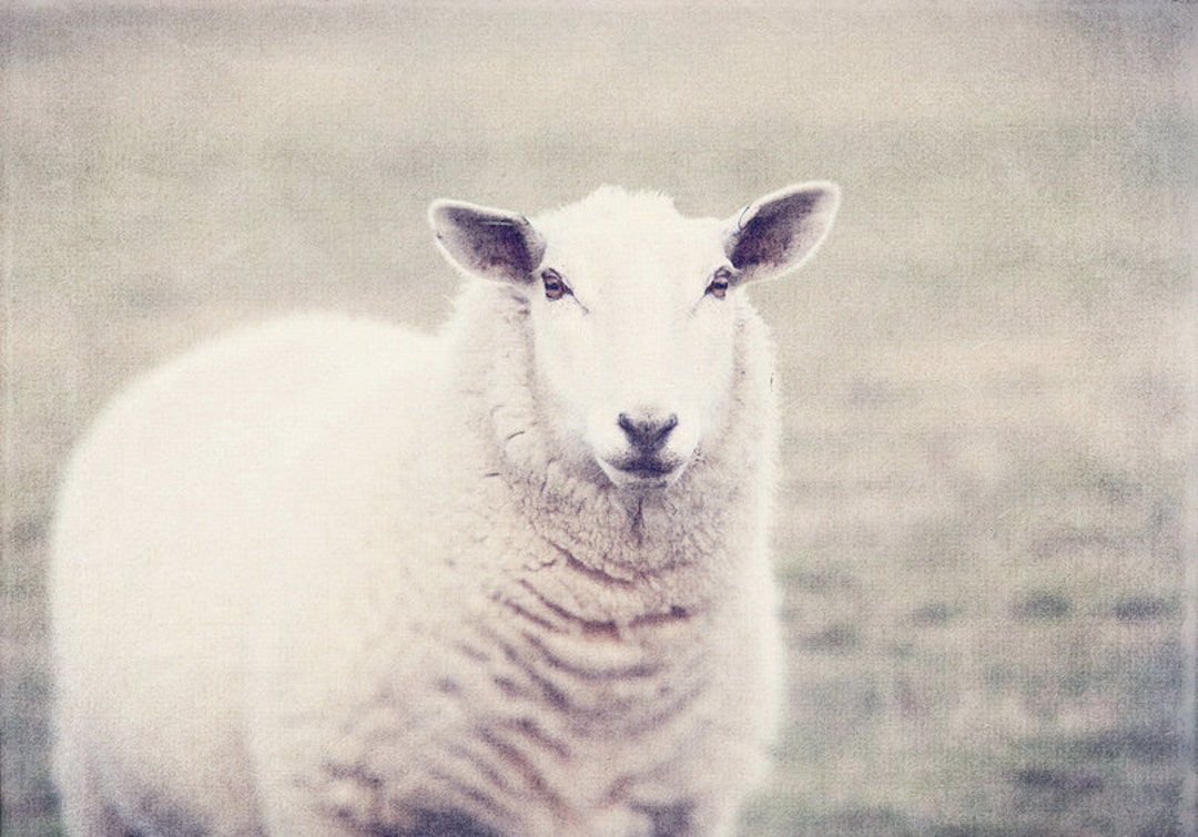 White Sheep, White Lamb, Lamb Photo, Lamb Art, Lamb Photography, Sheep ...
