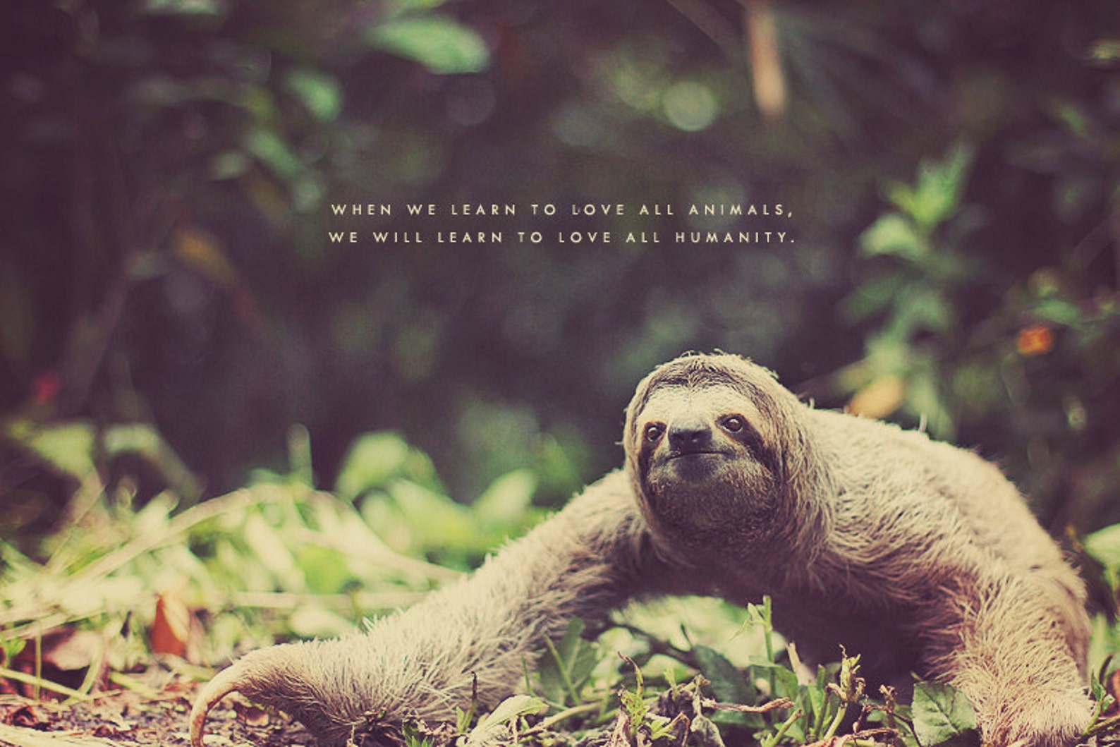 Smiling Sloth Sloth Photo Jungle Photography Sloth Art - Etsy