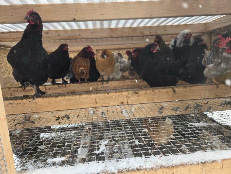 Mobile Chicken Coop PDF Plan, Trailer Design, Clear Roof (7x8 Ft) (PDF ...