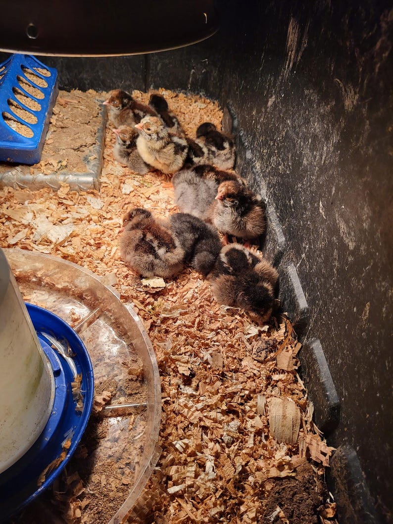 50 Gallon Rubbermaid Tote Brooder Box. This is a DIGITAL PDF DOWNLOAD ...