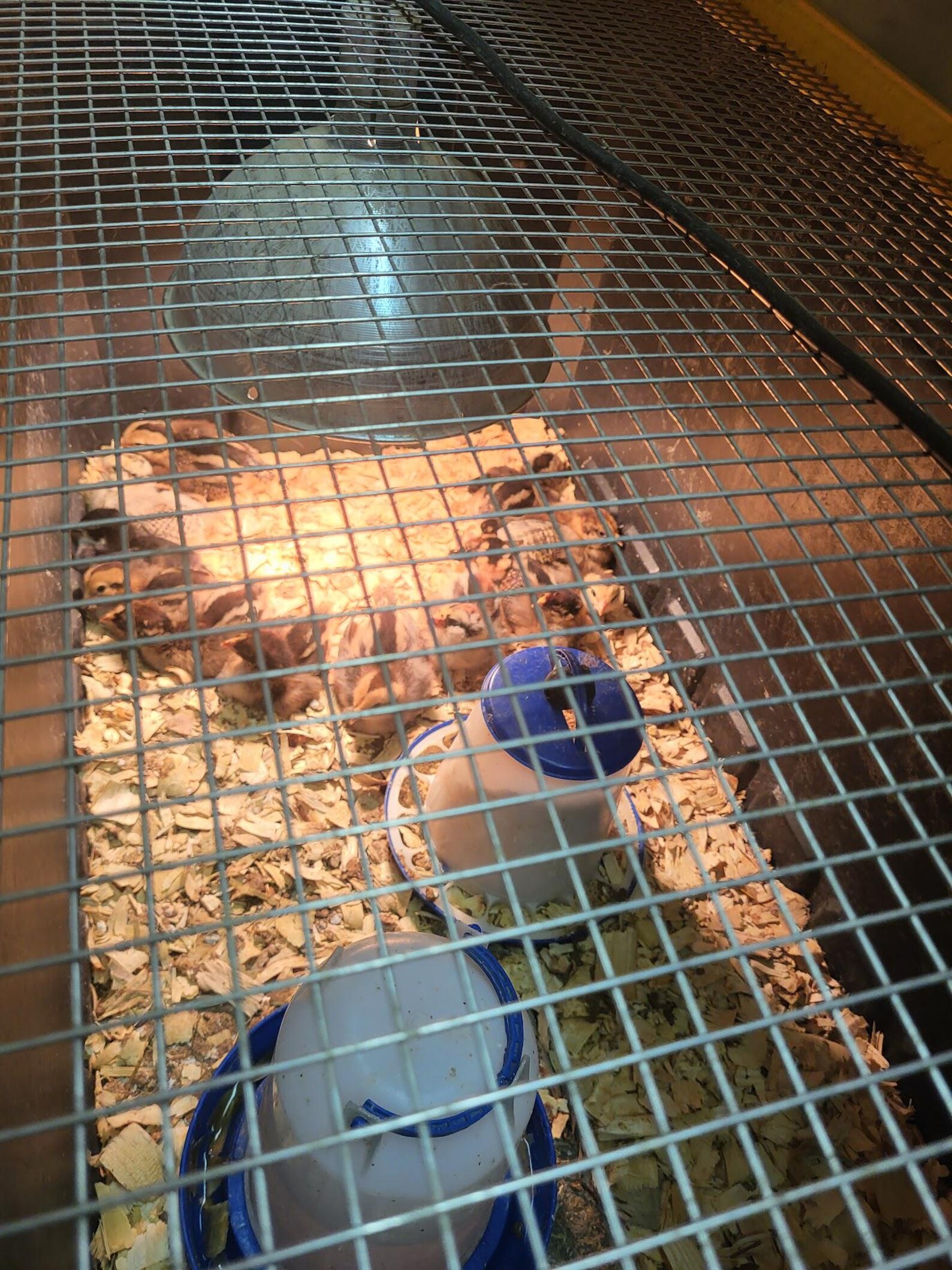 50 Gallon Rubbermaid Tote Brooder Box. This is a DIGITAL PDF DOWNLOAD ...