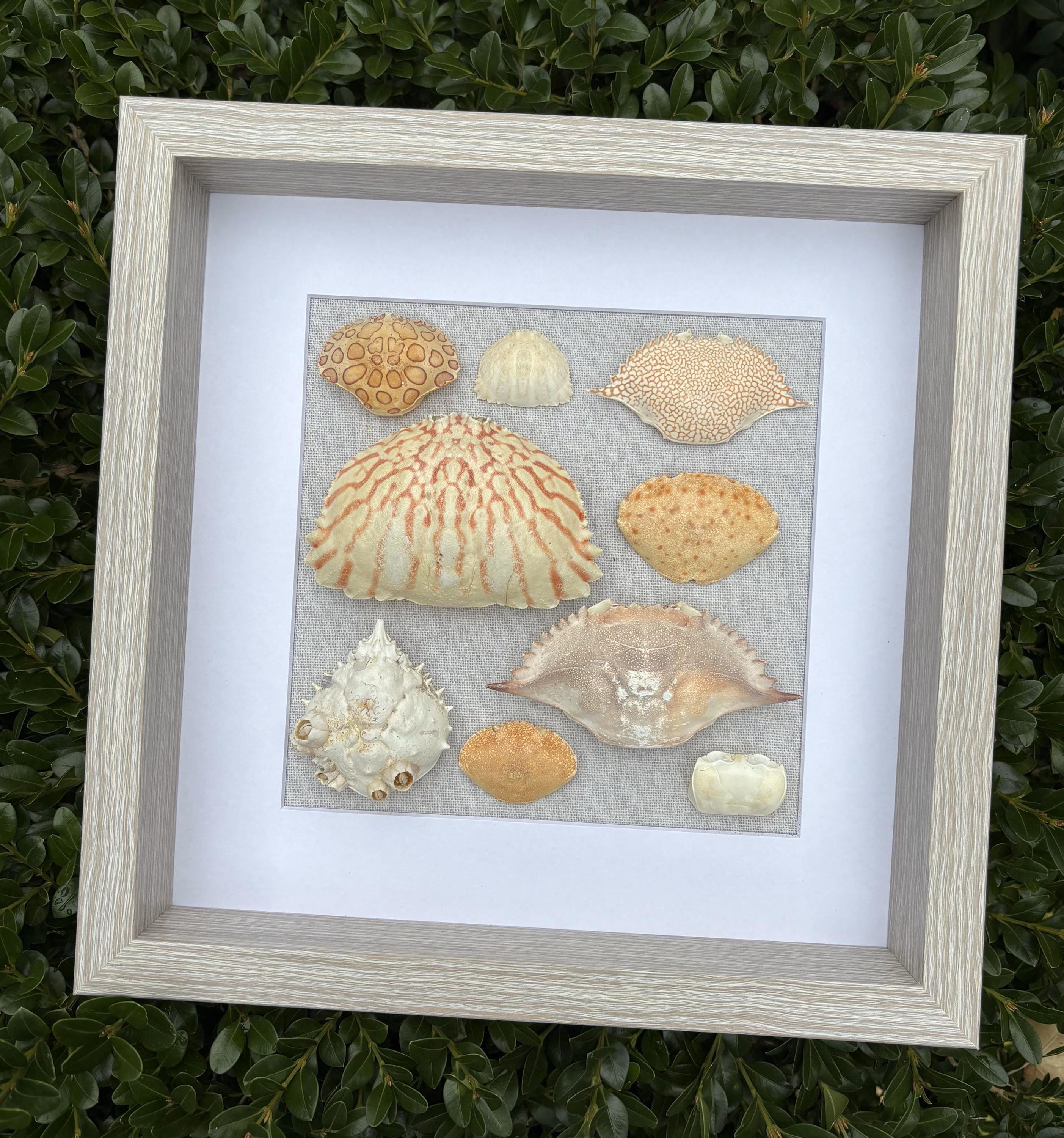 Crab Shell/carapace Collage/coastal Beach Decor/wall Art - 12" X 12 ...