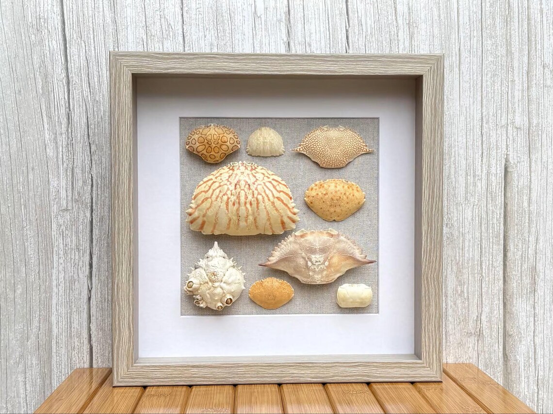 Crab Shell/carapace Collage/coastal Beach Decor/wall Art - 12" X 12 ...