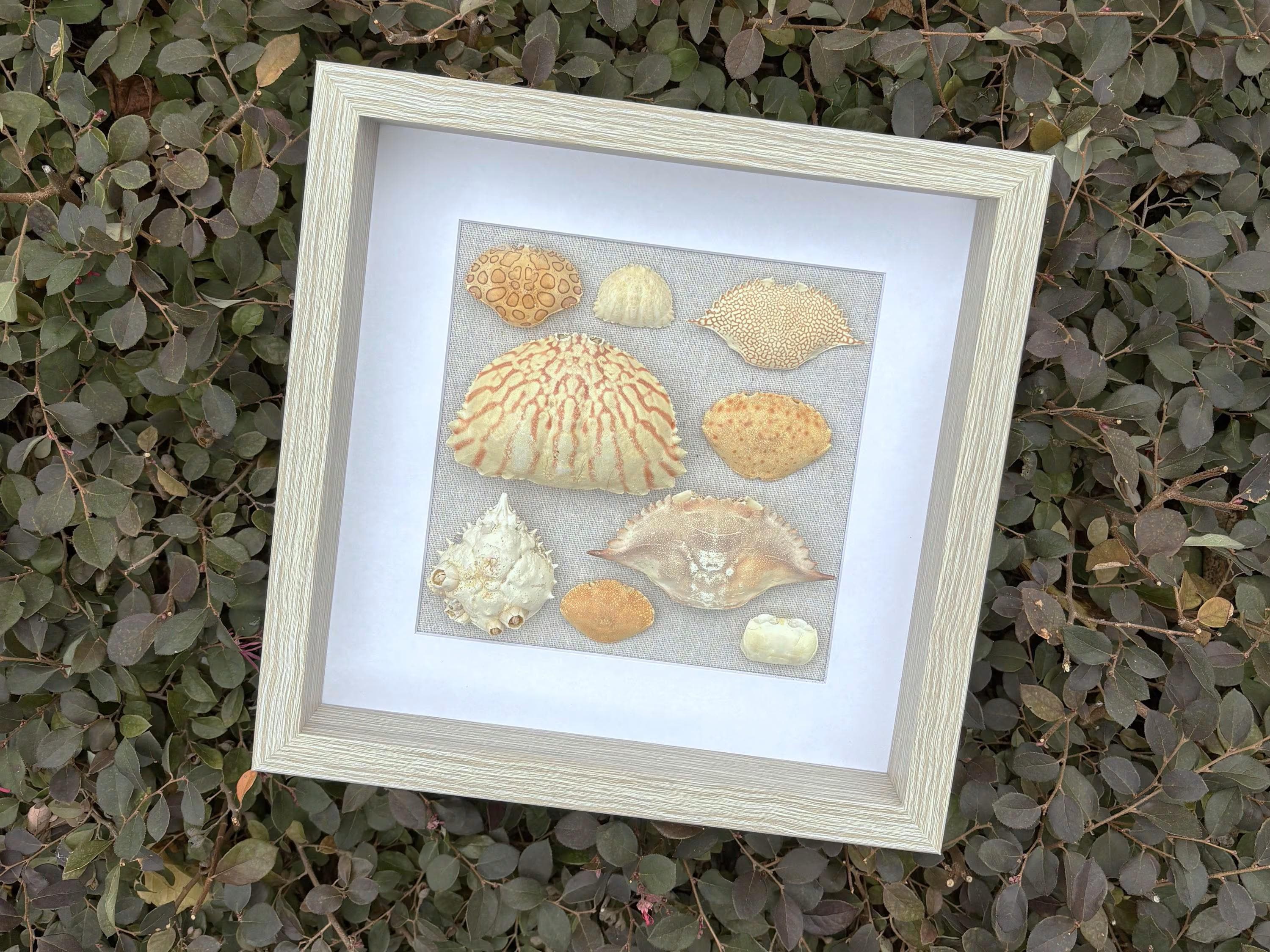 Crab Shell/carapace Collage/coastal Beach Decor/wall Art - 12" X 12 ...