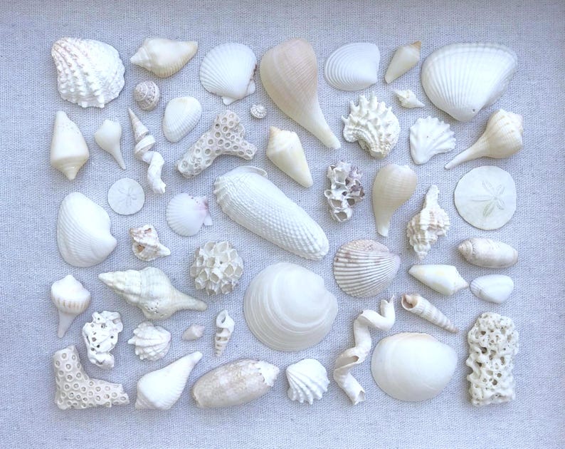 White/beige Shell Mosaic Collage | Framed Seashell Wall Art- Sanibel ...