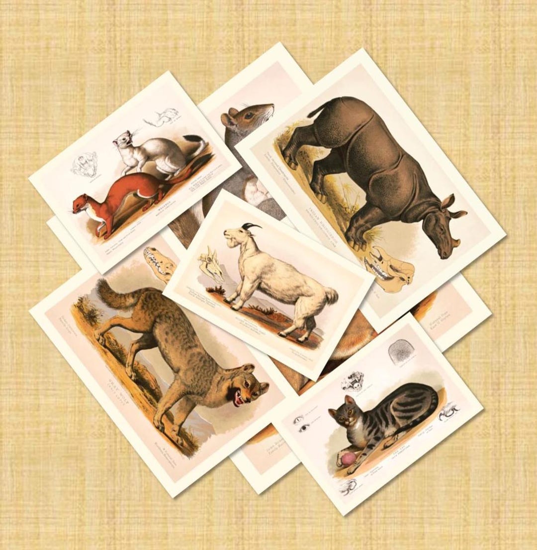 Vintage Animal Postcards Set of 20 | Classic Natural History - Etsy