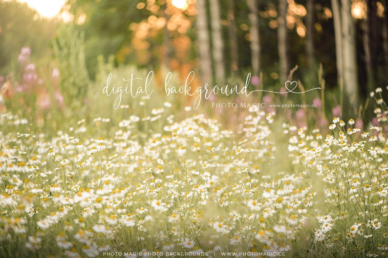 Spring Daisy Field Digital Photography Background Spring | Etsy