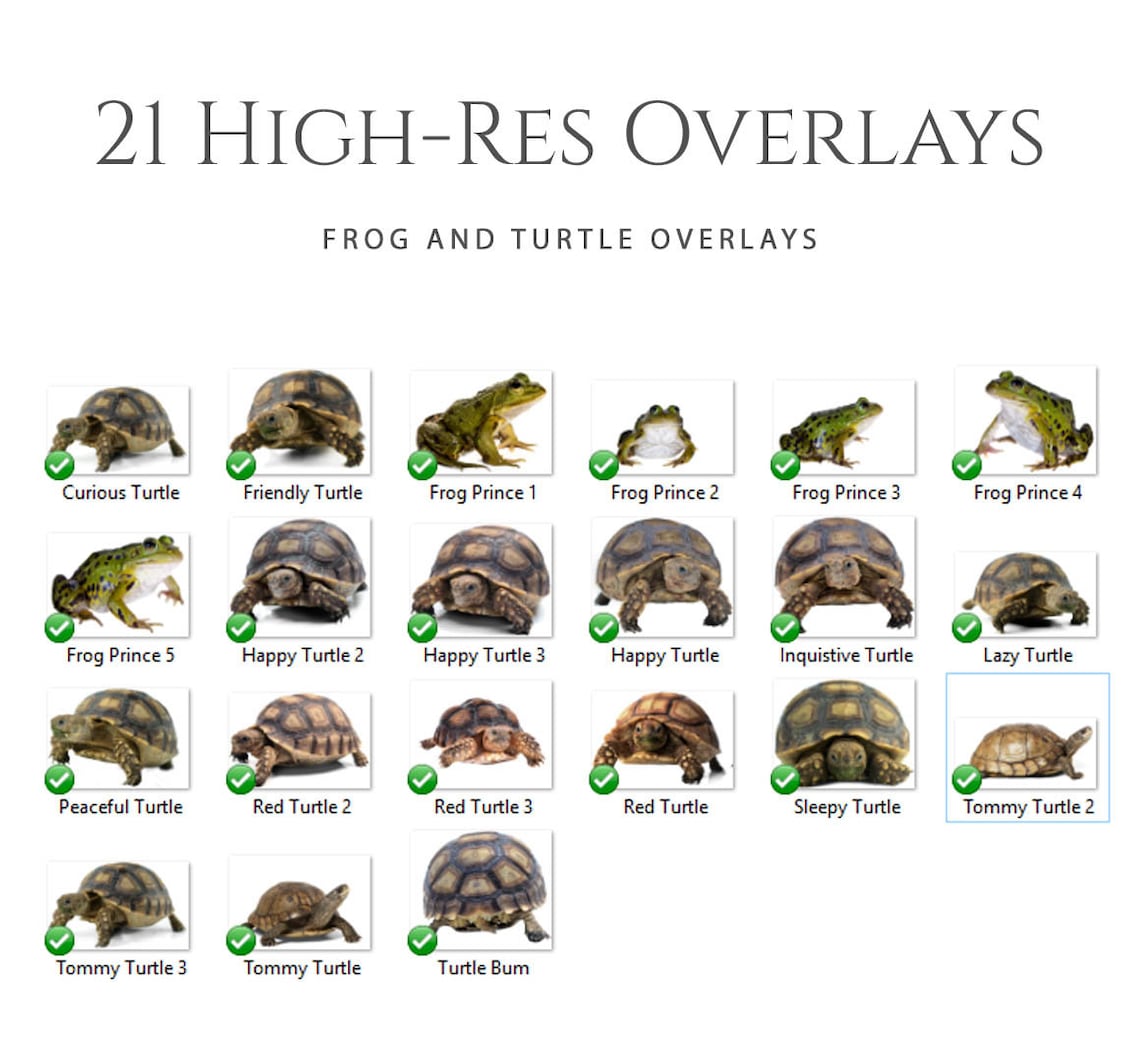 Frogs & Turtles 21 Digital Frogs and Turtle PNG Overlays | Etsy