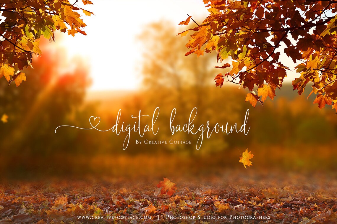 Maple Morning Digital Photography Background Fall Autumn - Etsy