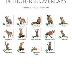 Fox Pals- 14 Digital Fox PNG Overlays Digital Props for Creative ...