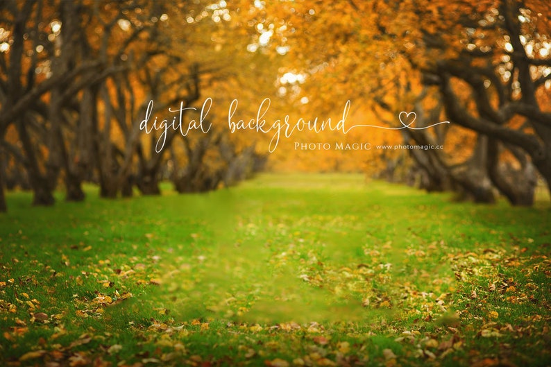 Amber Haven Autumn Tree Fall Leaves Photo Background for Fine - Etsy