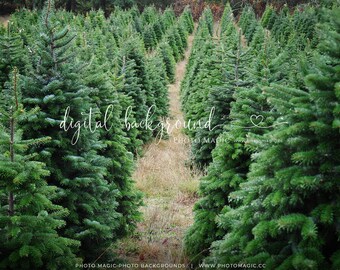 Tree Farm Digital Photography Background Pine Christmas Tree | Etsy