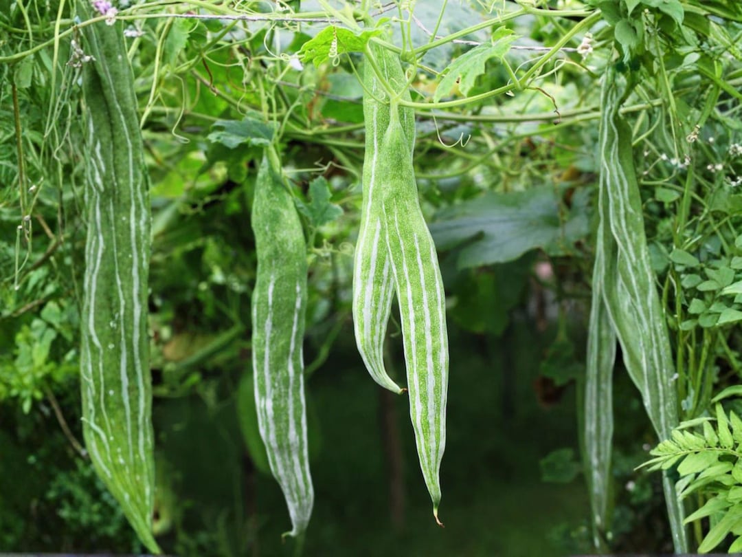Snake Gourd Vegetable – 10 Seeds | Lagenaria Siceraria - Etsy