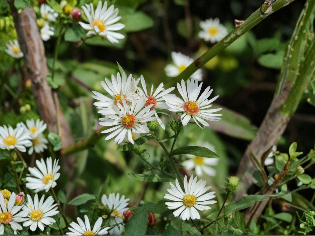 Symphyotrichum Pilosus Heath Aster (100 Seeds) | Frost Aster | Native ...