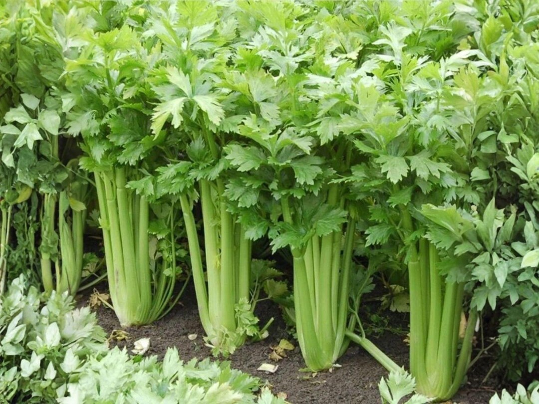 Celery Tall Utah 52-70 (2000 Seeds) | Heirloom Vegetable | Crisp Garden ...