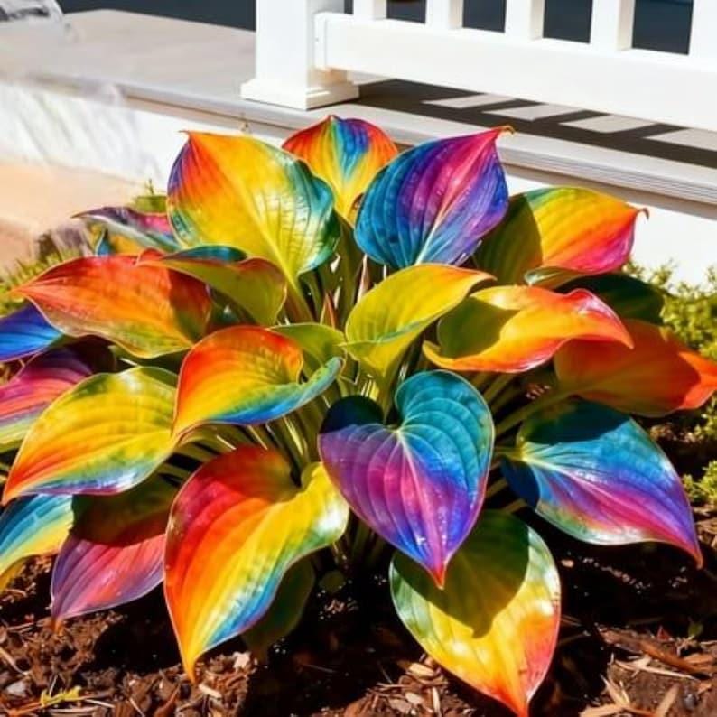 200+ Rainbow Hosta Seeds – Cold Hardy Shade-loving Perennials – Non-gmo ...