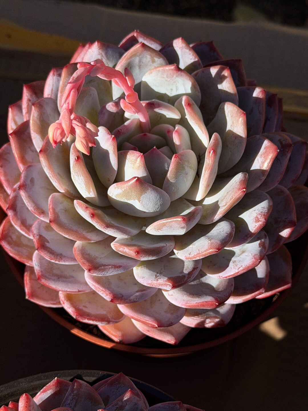 Rare Echeveria Giant Monroe | Exotic Rosette Succulent - Etsy
