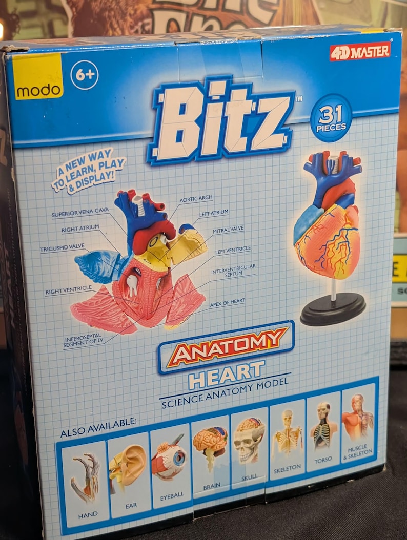 Bitz Anatomical Heart Educational Model - Etsy