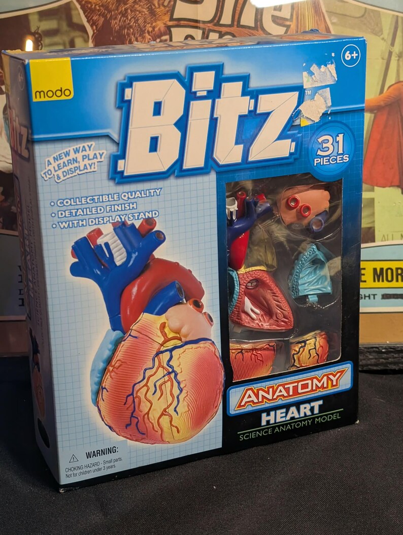 Bitz Anatomical Heart Educational Model - Etsy