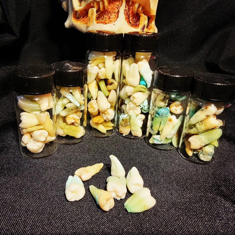 Real Human Teeth - Etsy