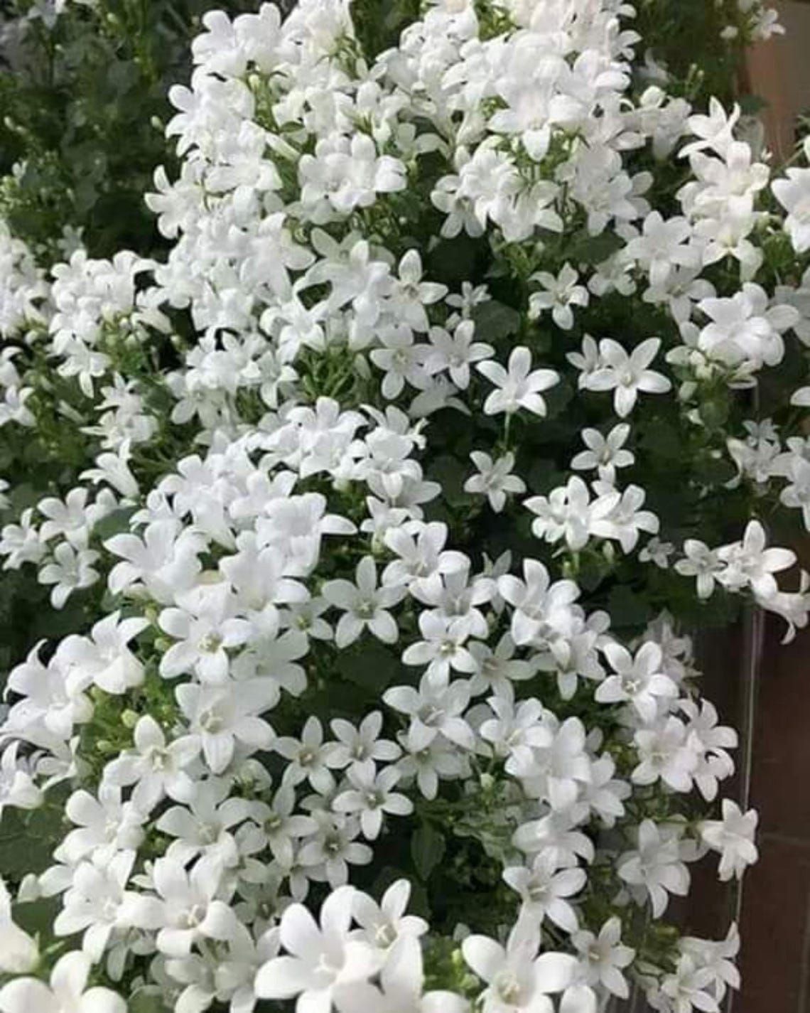 Arabian Jasmine Flower Seeds Fragrant Perennial Vine Plant - Etsy