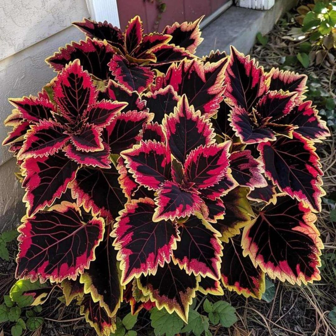 Red Black Tip Calathea Couture Seeds - Etsy