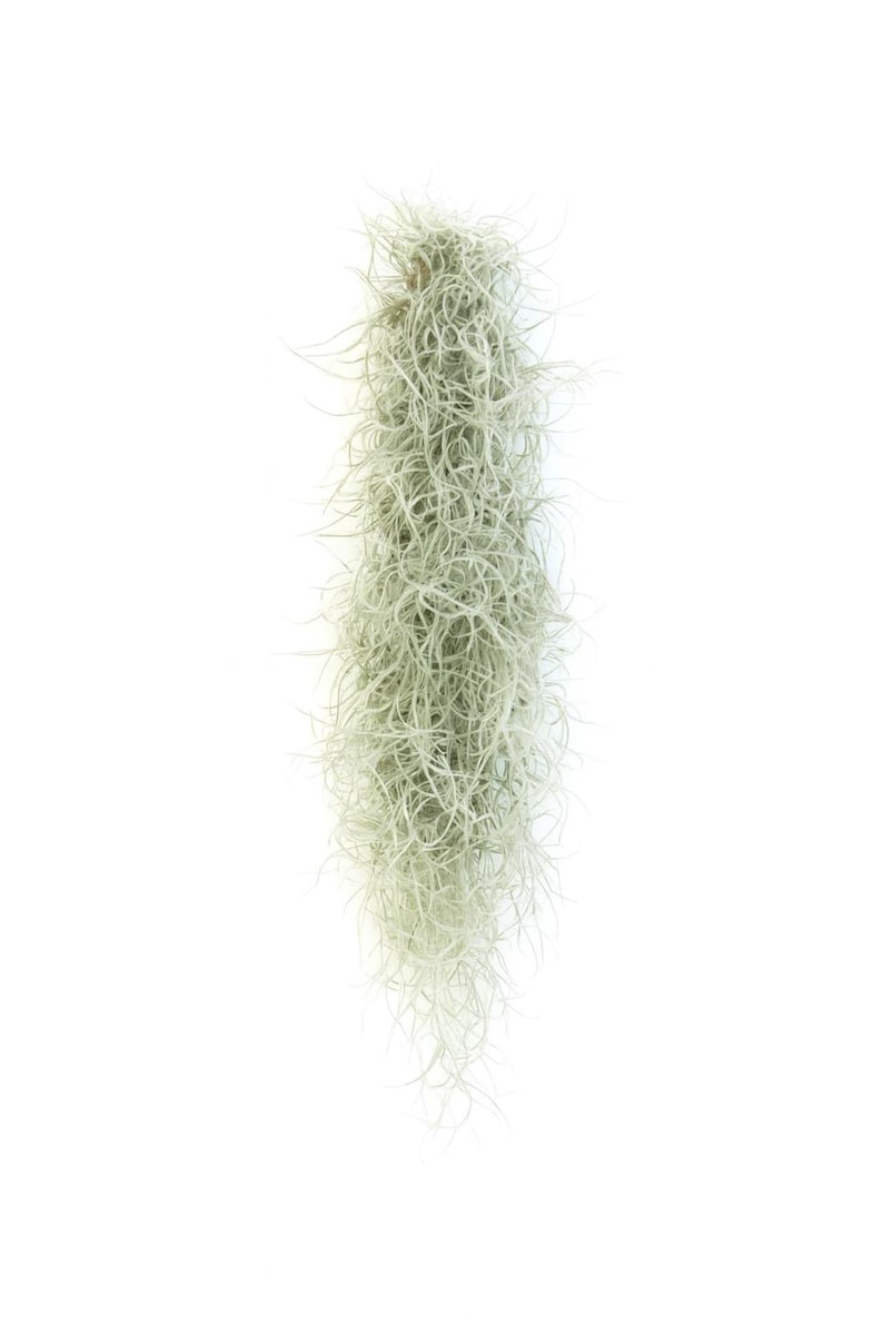 Live Fresh Spanish Moss (tillandsia Usneoides) - Etsy