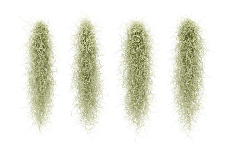 Live Fresh Spanish Moss (tillandsia Usneoides) - Etsy